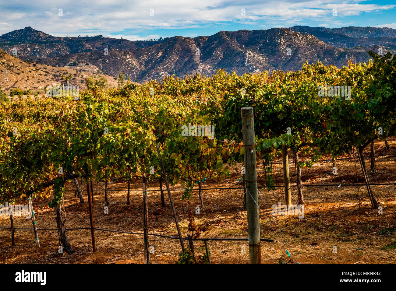grape vines after the harvest Stock Photo - Alamy