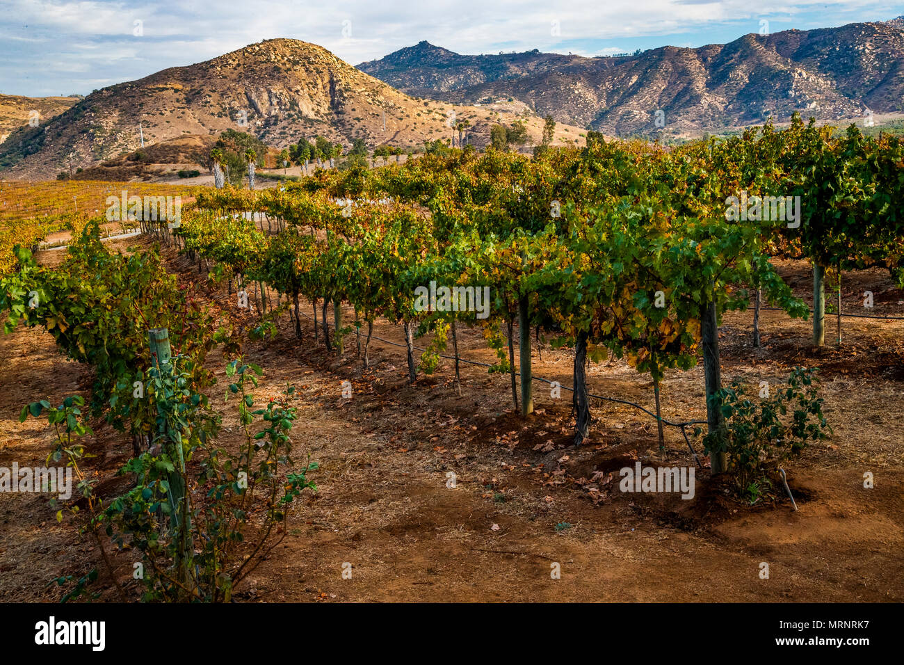 grape vines after the harvest Stock Photo - Alamy