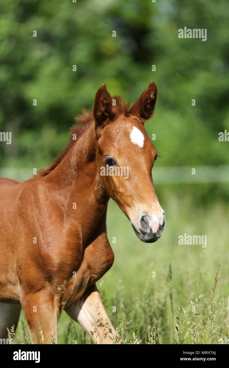 Horse baby mother galloping hi-res stock photography and images - Alamy