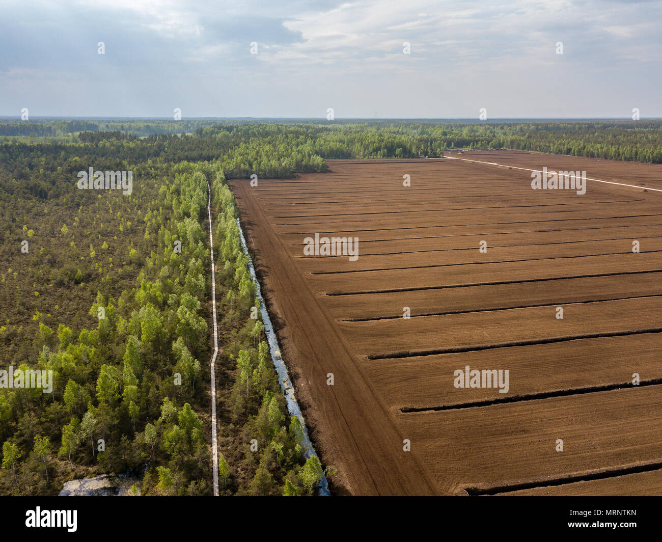 drone image. aerial view of cultivated turf fields in the swamp, Latvia ...