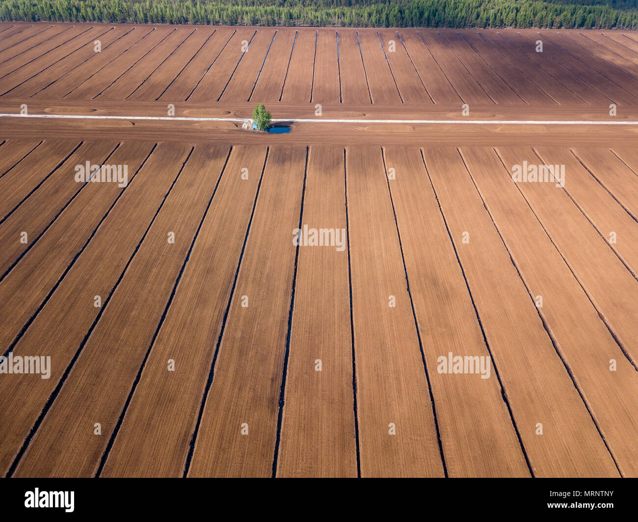 drone image. aerial view of cultivated turf fields in the swamp, Latvia ...