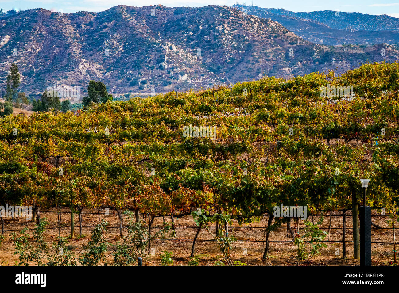 grape vines after the harvest Stock Photo - Alamy