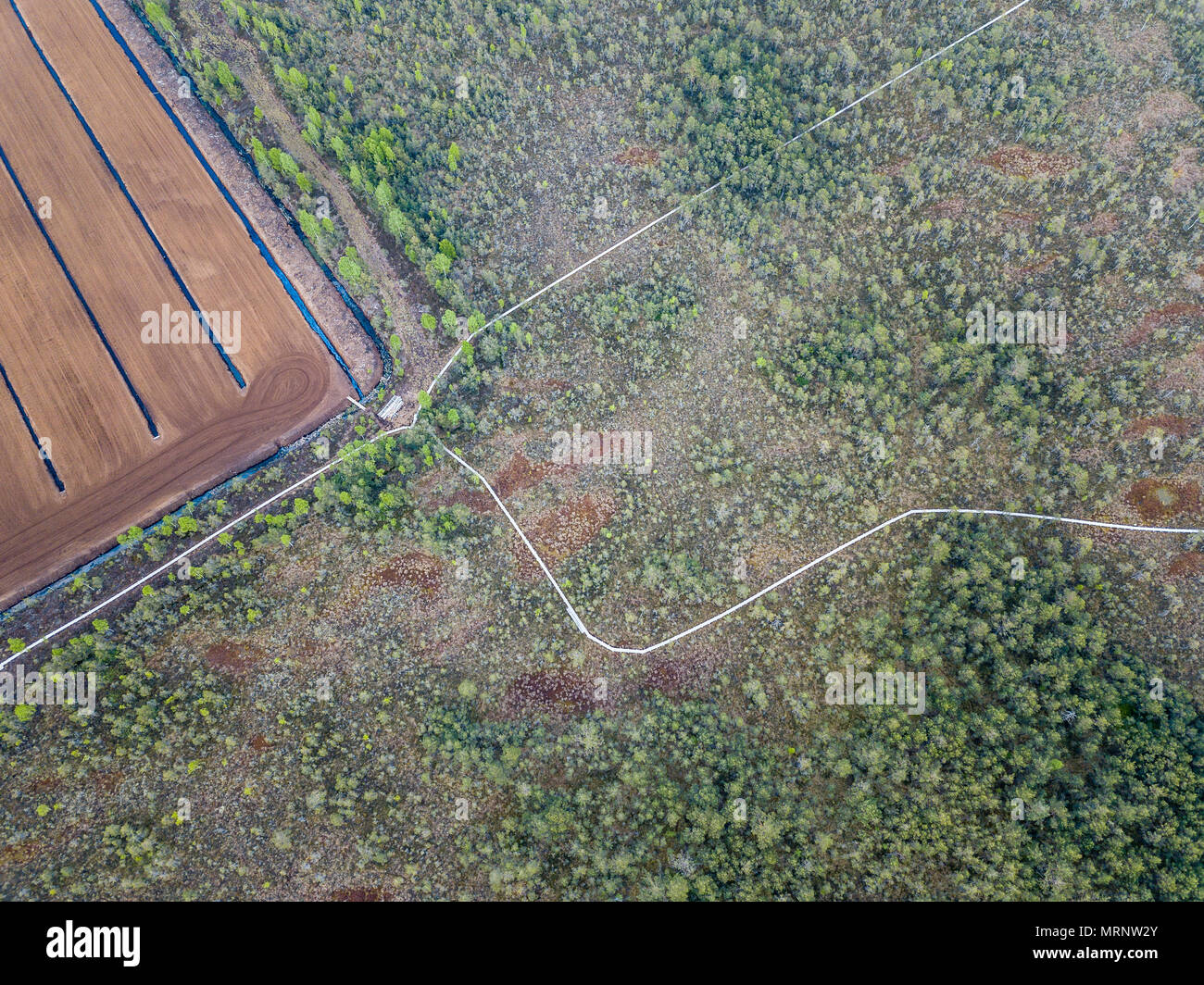 drone image. aerial view of cultivated turf fields in the swamp, Latvia ...
