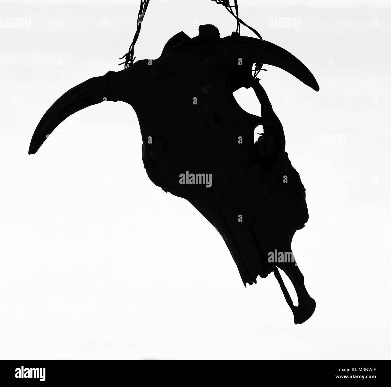 Cow skull hanged on a barbed wire Stock Photo - Alamy
