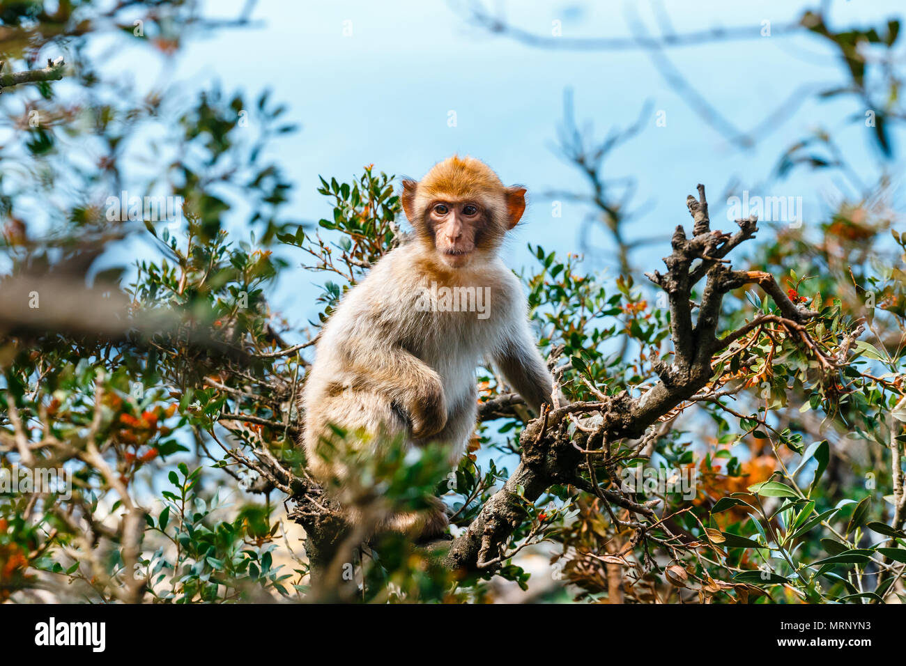 Portrait of a young macaque. Macaques are one of the most famous ...