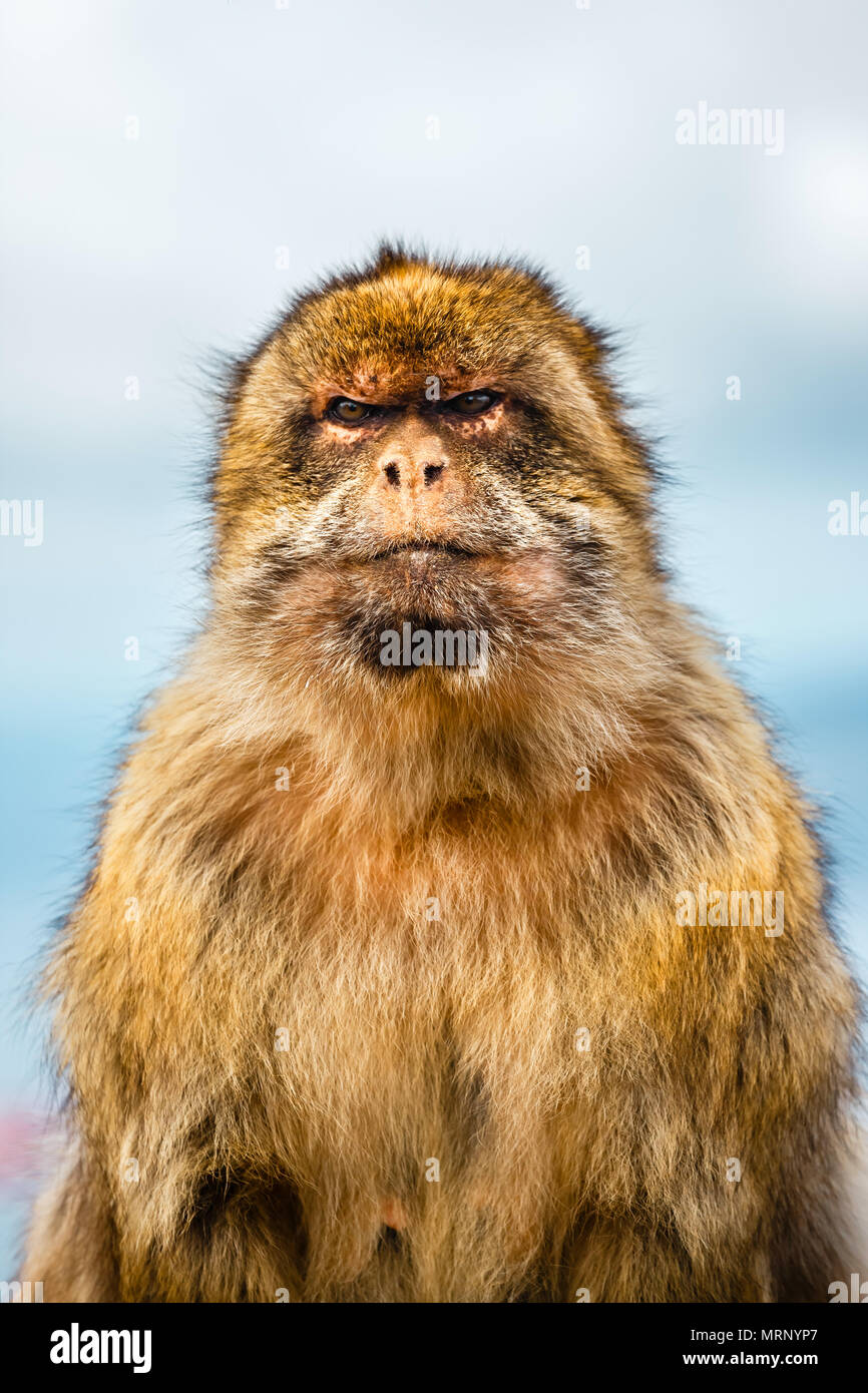 portrait of a wild male macaque. Macaques are one of the most famous ...