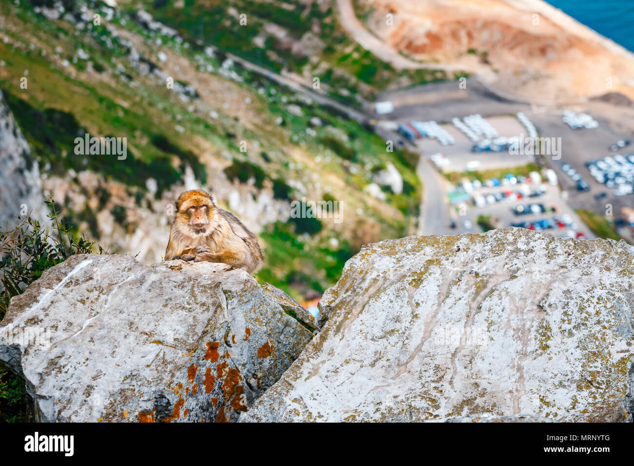 Macaque scream face hi-res stock photography and images - Alamy