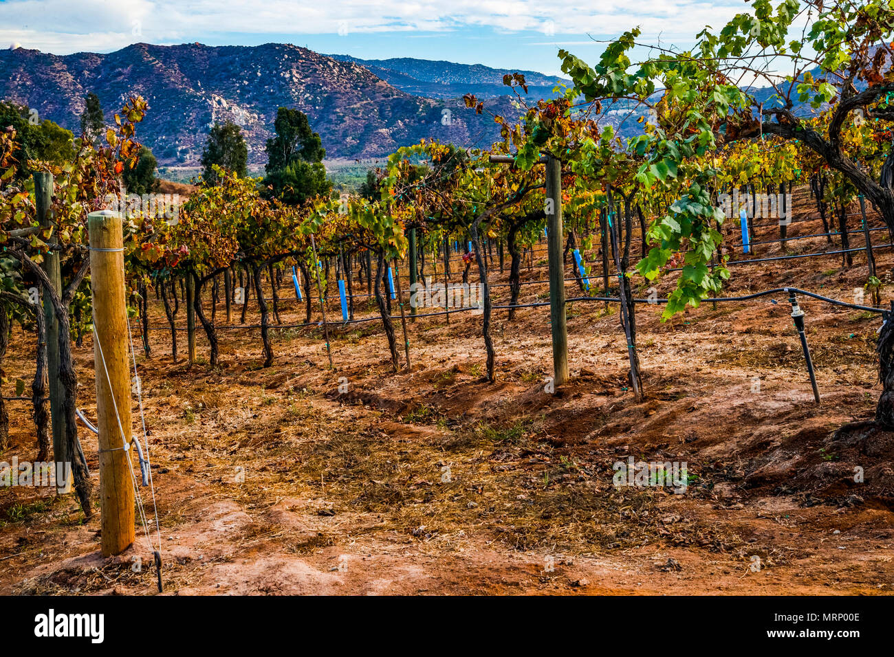 grape vines after the harvest Stock Photo - Alamy