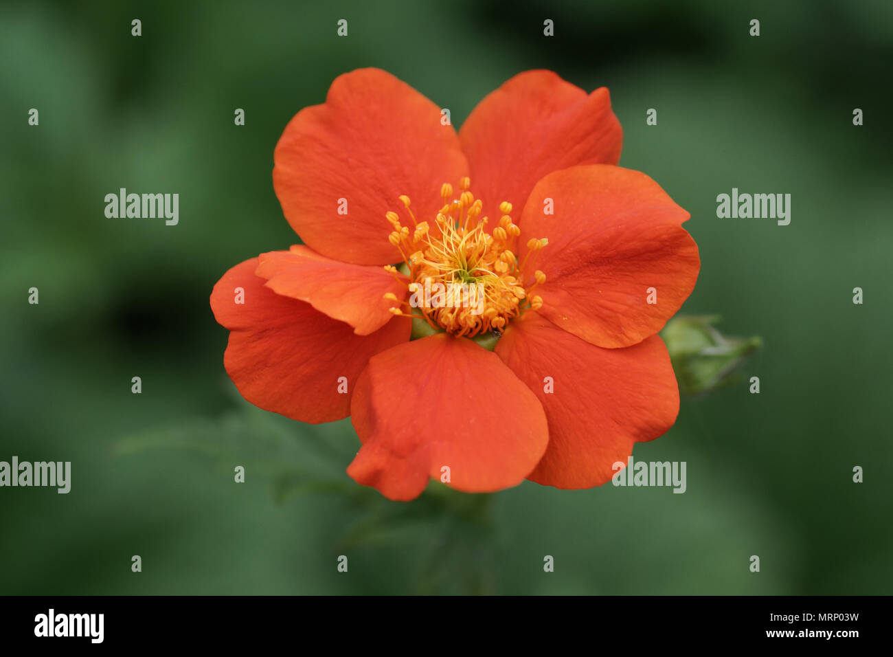 Orange geum plants hi-res stock photography and images - Alamy