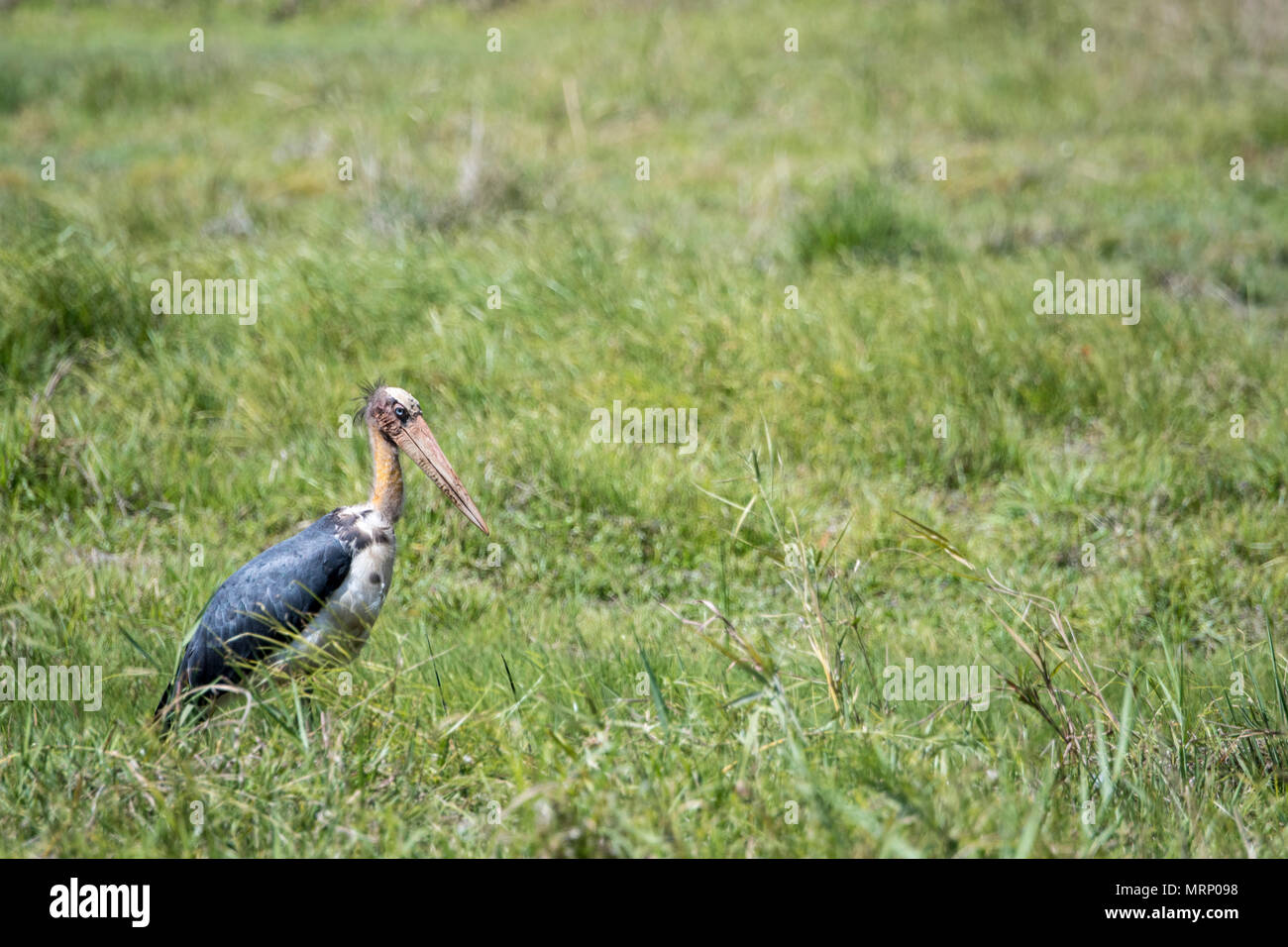 Side view of a Lesser Adjutant Stork, Leptoptilos javanicus, standing ...