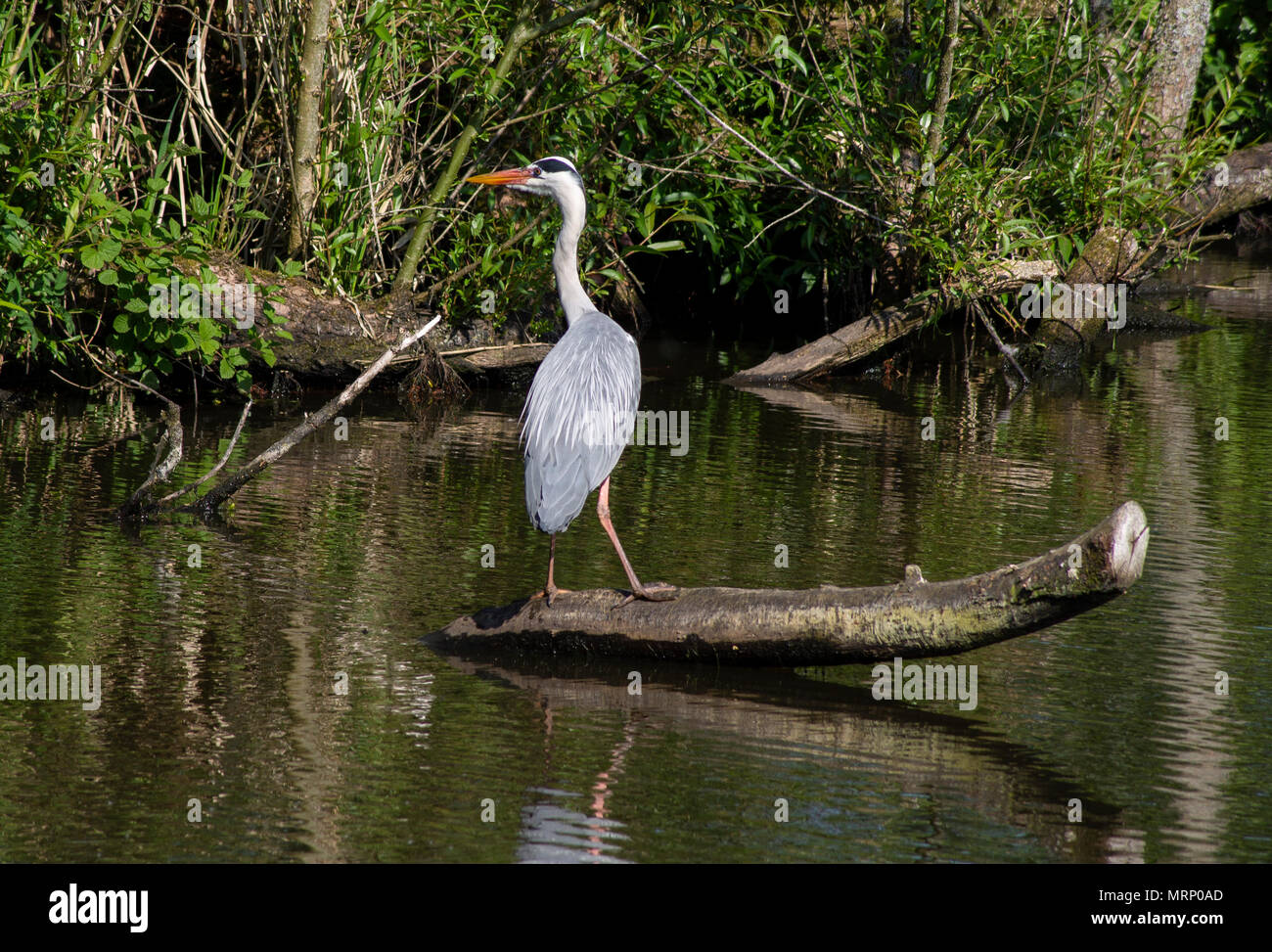 Conservation fish birds game hi-res stock photography and images - Alamy