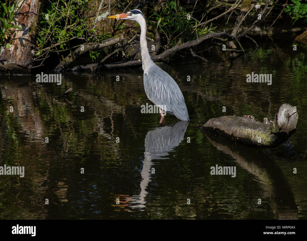 Conservation fish birds game hi-res stock photography and images - Alamy