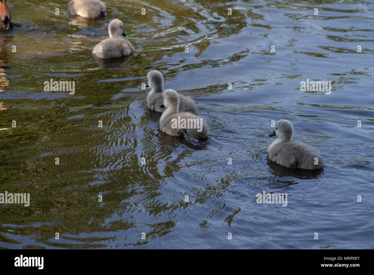 Cygnets neck hi-res stock photography and images - Alamy