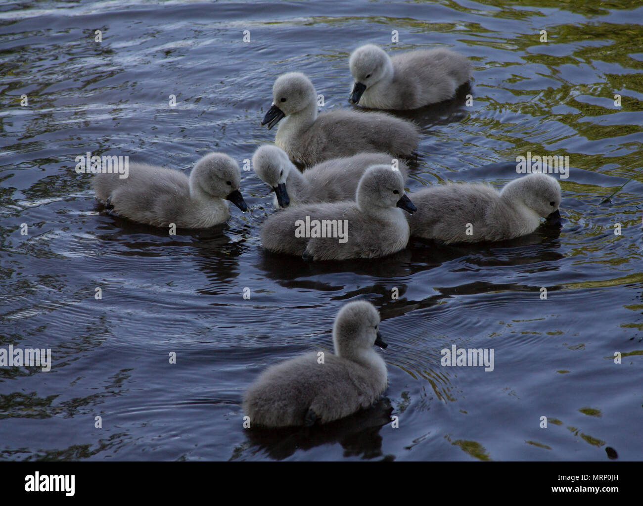Cygnets neck hi-res stock photography and images - Alamy