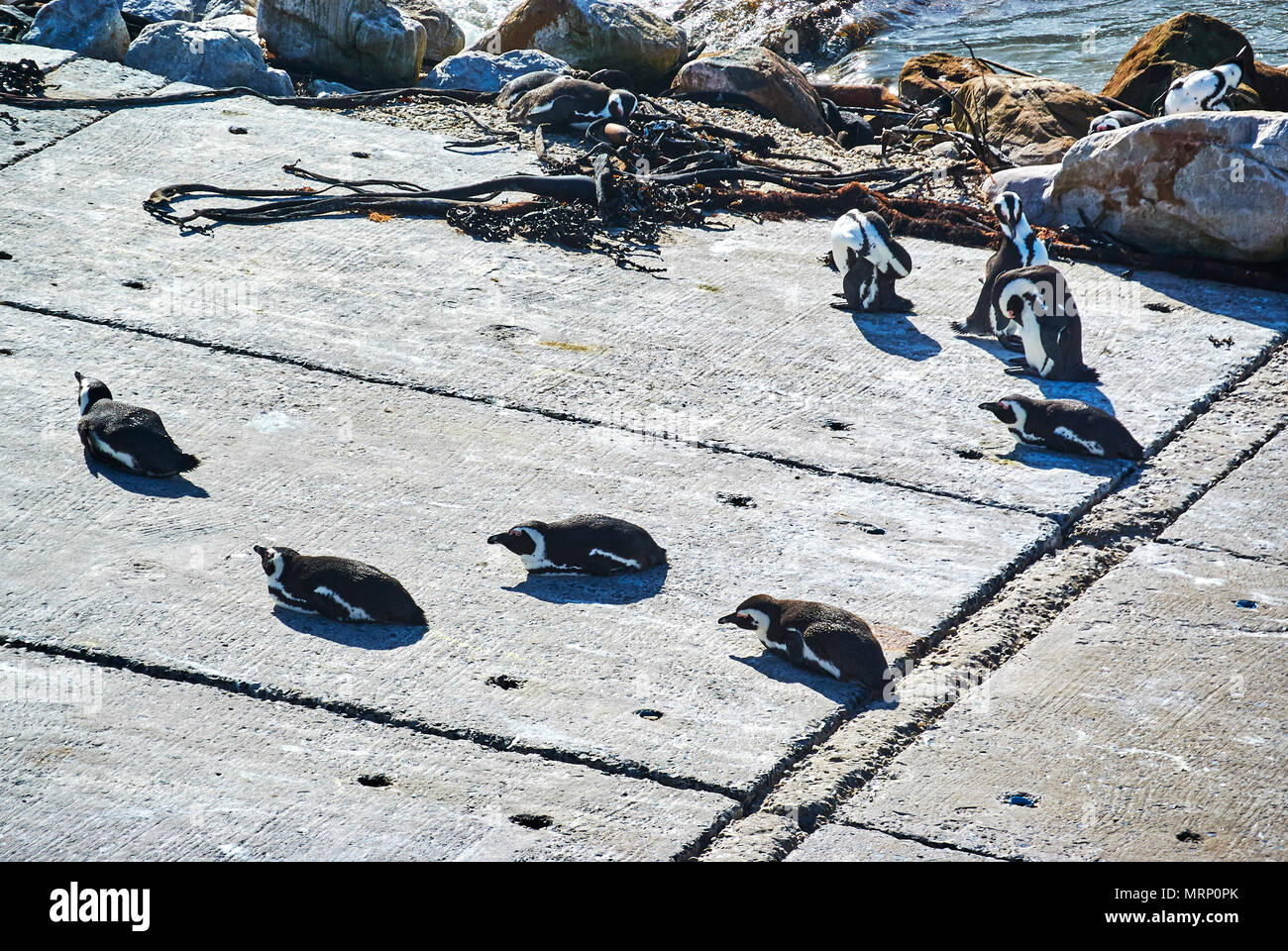 The Stony Point Penguin Colony is located in Betty's Bay on the Cape ...