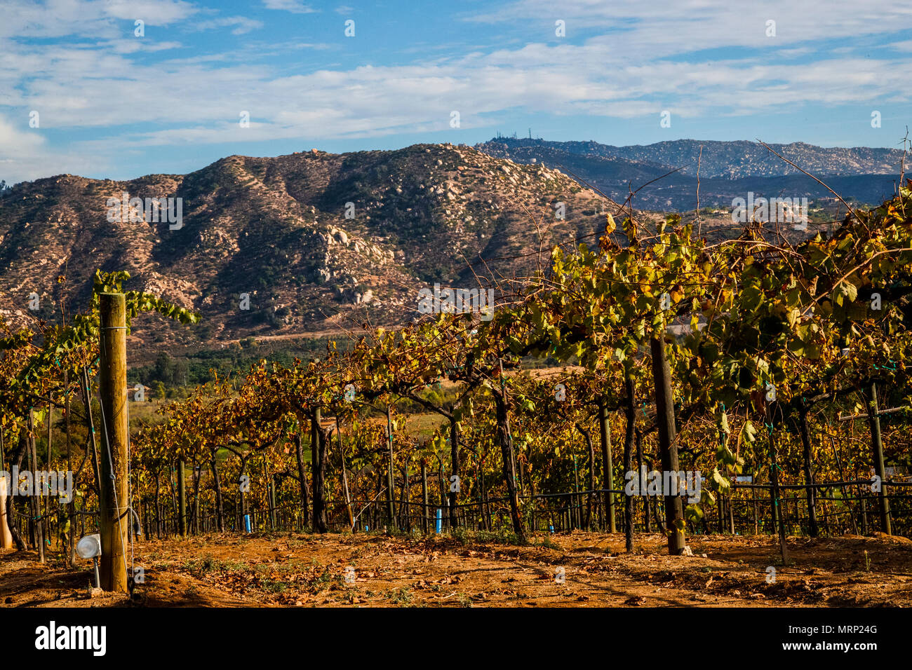 grape vines after the harvest Stock Photo - Alamy