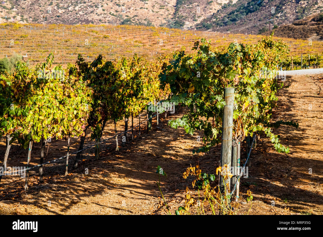 grape vines after the harvest Stock Photo - Alamy
