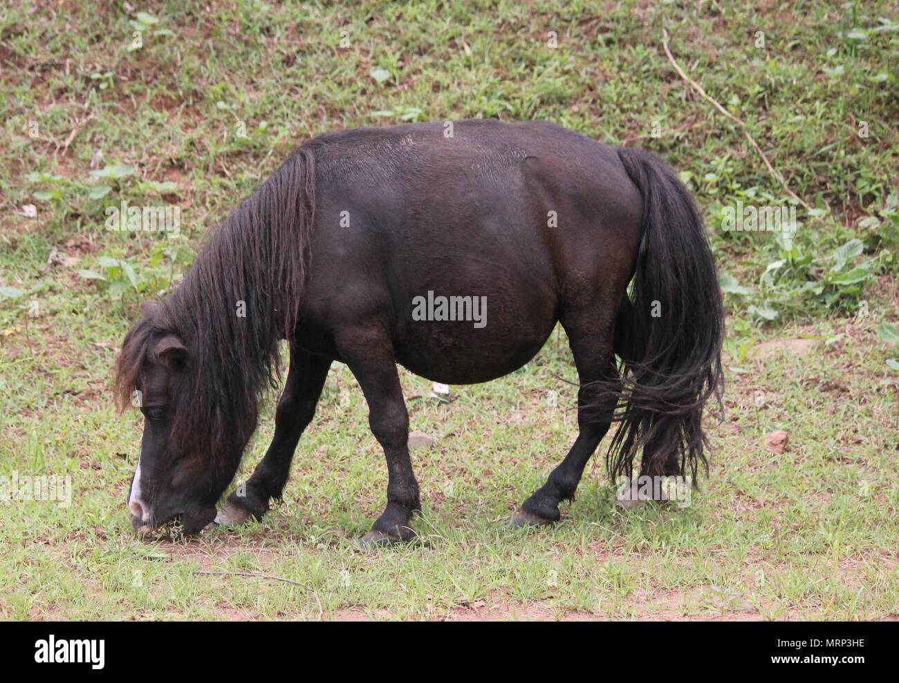 Mule eating grass in the field Stock Photo - Alamy