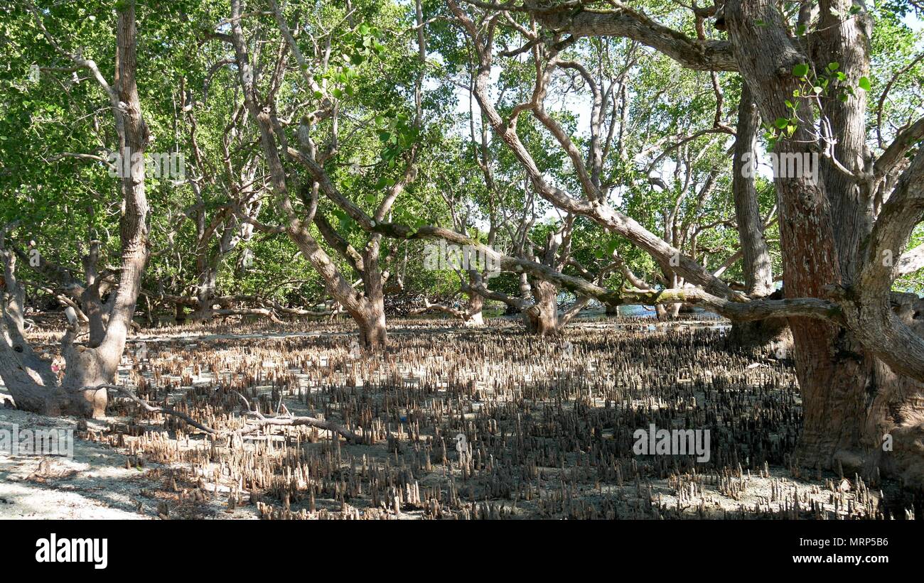 A clump of mangrove trees and stumps in Barangay Lavigan, Davao ...