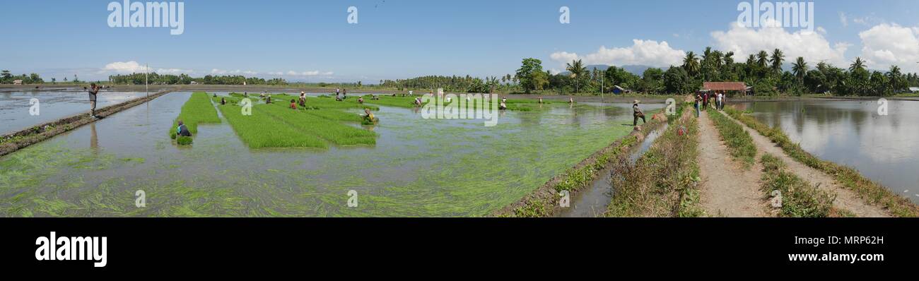 Panoramic image of a rice field in Davao Oriental with workers ...