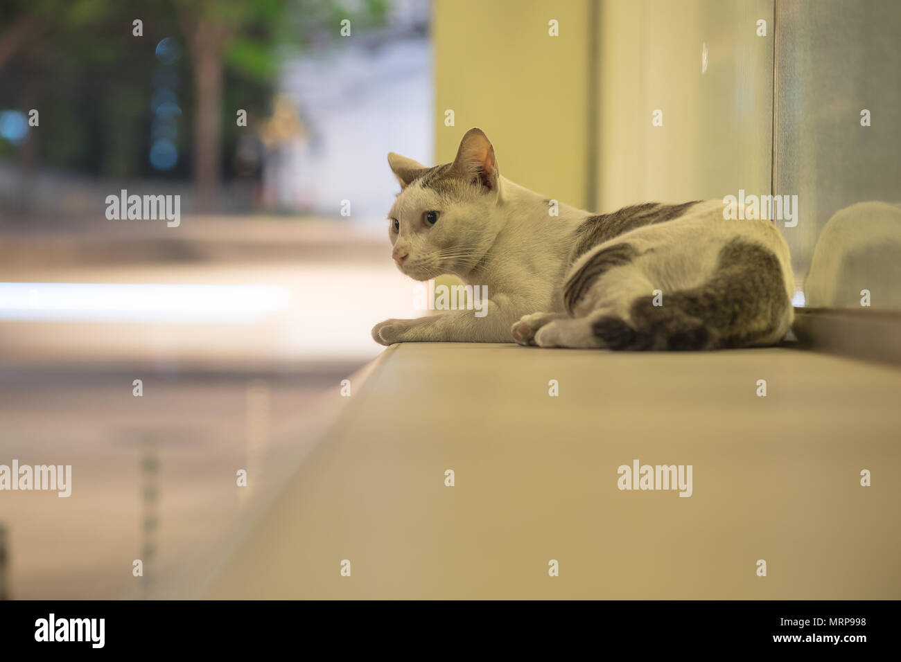 Senile careful hi-res stock photography and images - Alamy