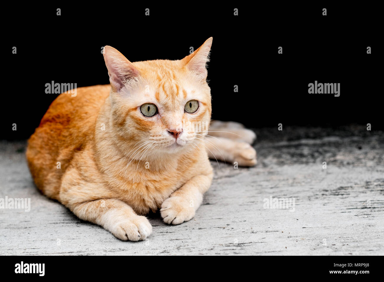 Fat ginger cat hi-res stock photography and images - Alamy