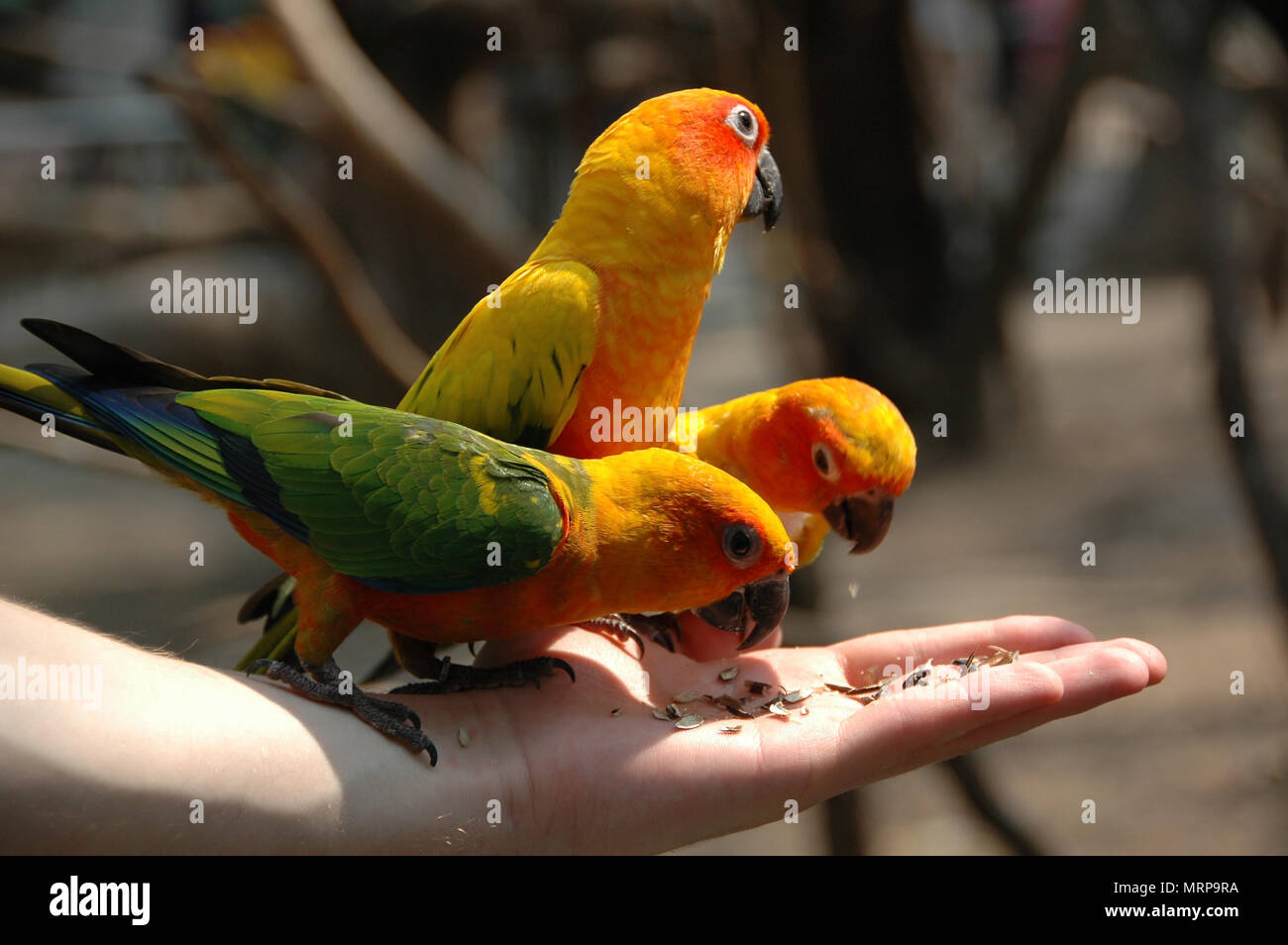 A small colourful Parakeet, native to the Amazon rain forests of South ...