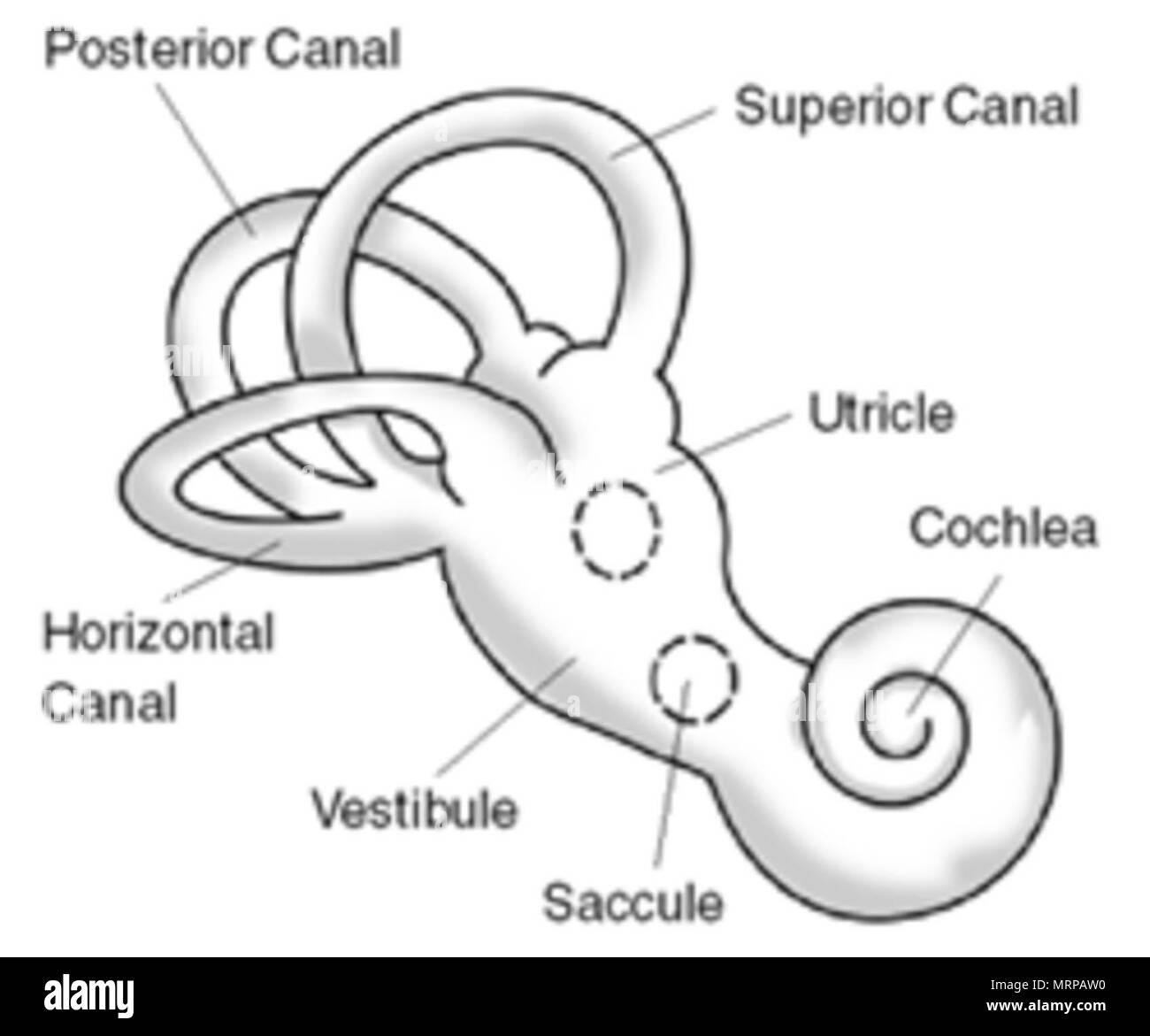 Vestibular System High Resolution Stock Photography and Images - Alamy
