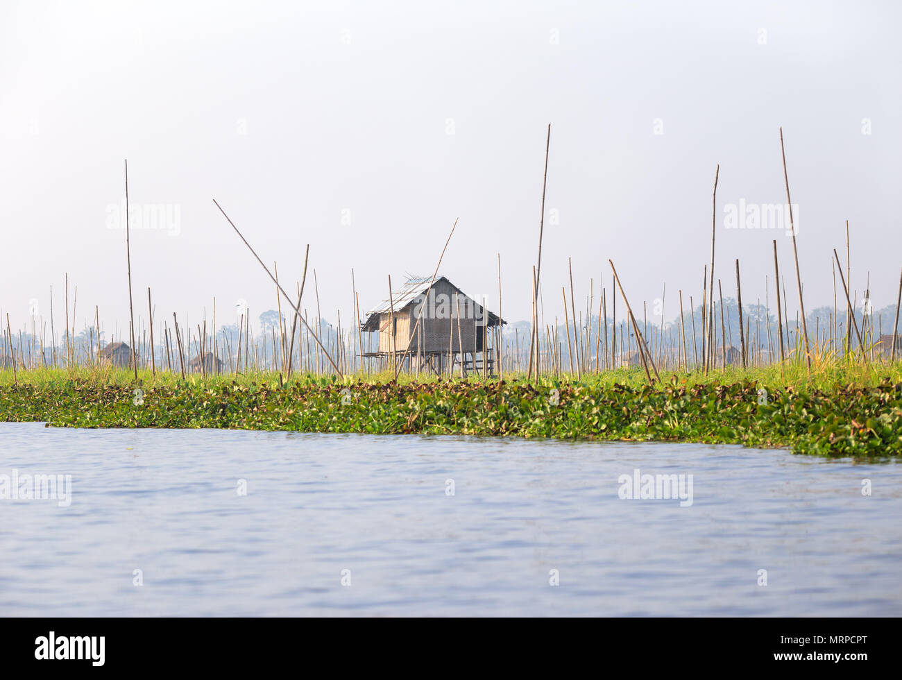 Bamboo poles keep floating garden in place around elevated wooden huts ...