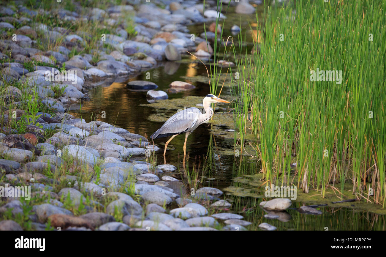 Grey heron frog hunting on a small man-made stream in Banpaku Park ...