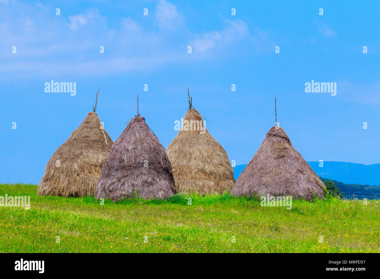 Haystacks in the Field Under the Stormy Sky haystacks field sky grass ...