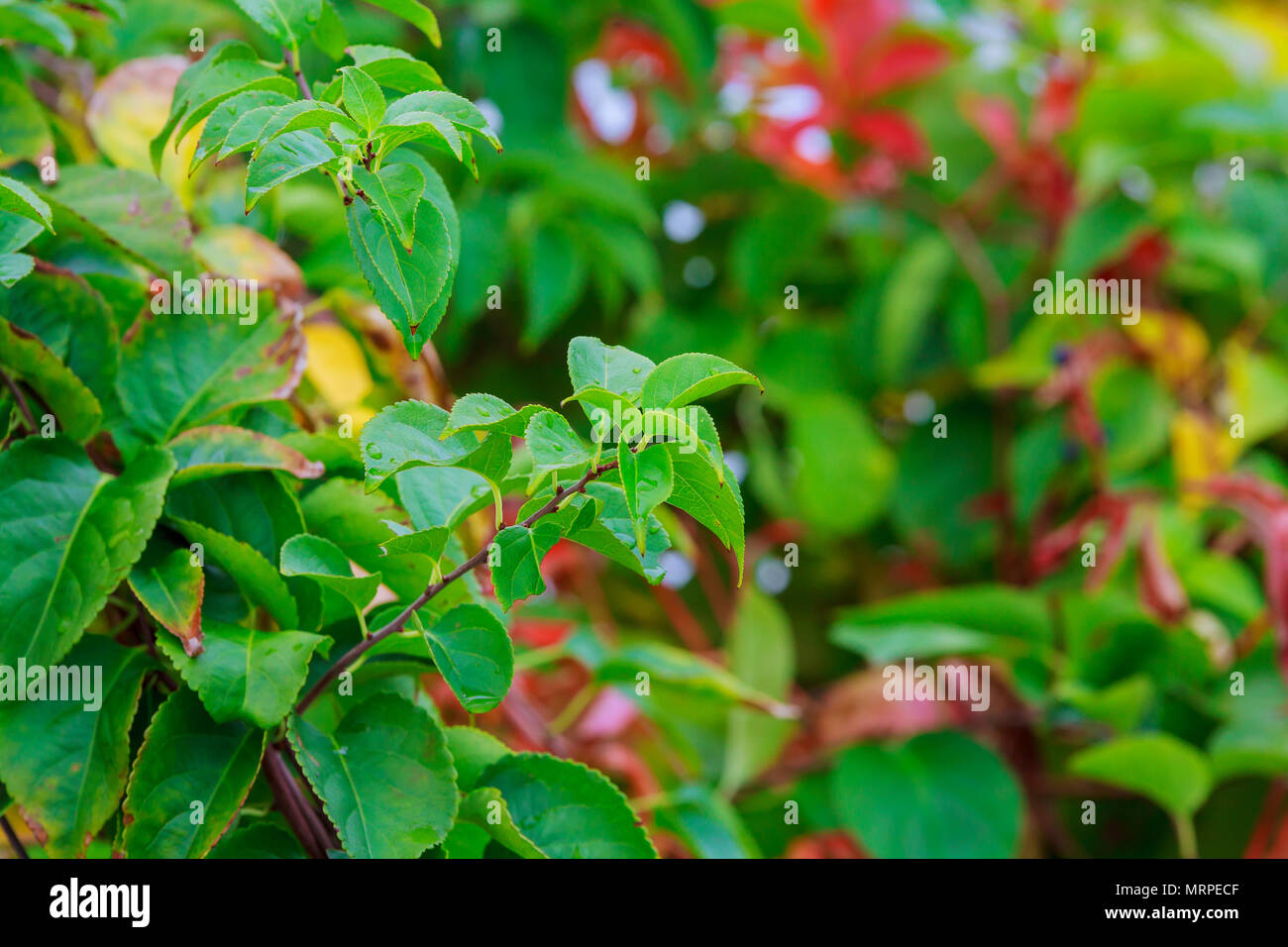 natural green background with selective focus Stock Photo - Alamy