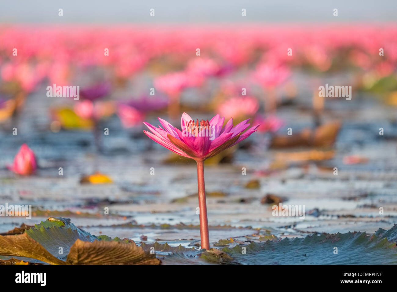 Red lotus sea is the most famous attraction of Udonthani, Located ...