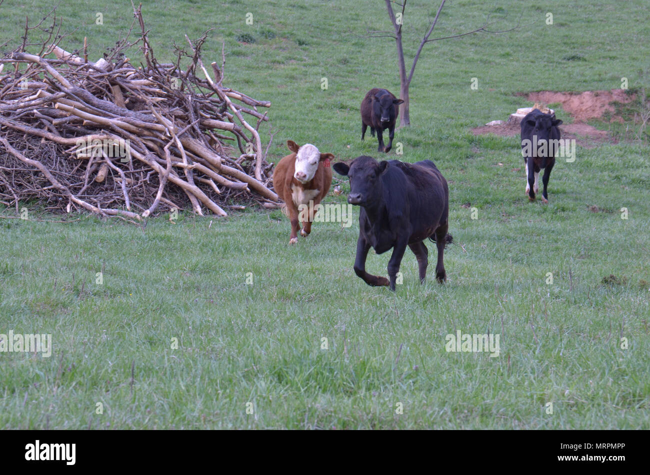 Domesticated livestock grazing here in a farmer’s field in Georgia, USA ...
