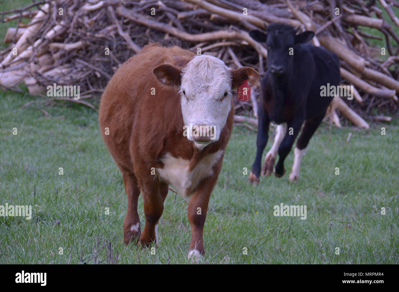 Domesticated livestock grazing here in a farmer’s field in Georgia, USA ...