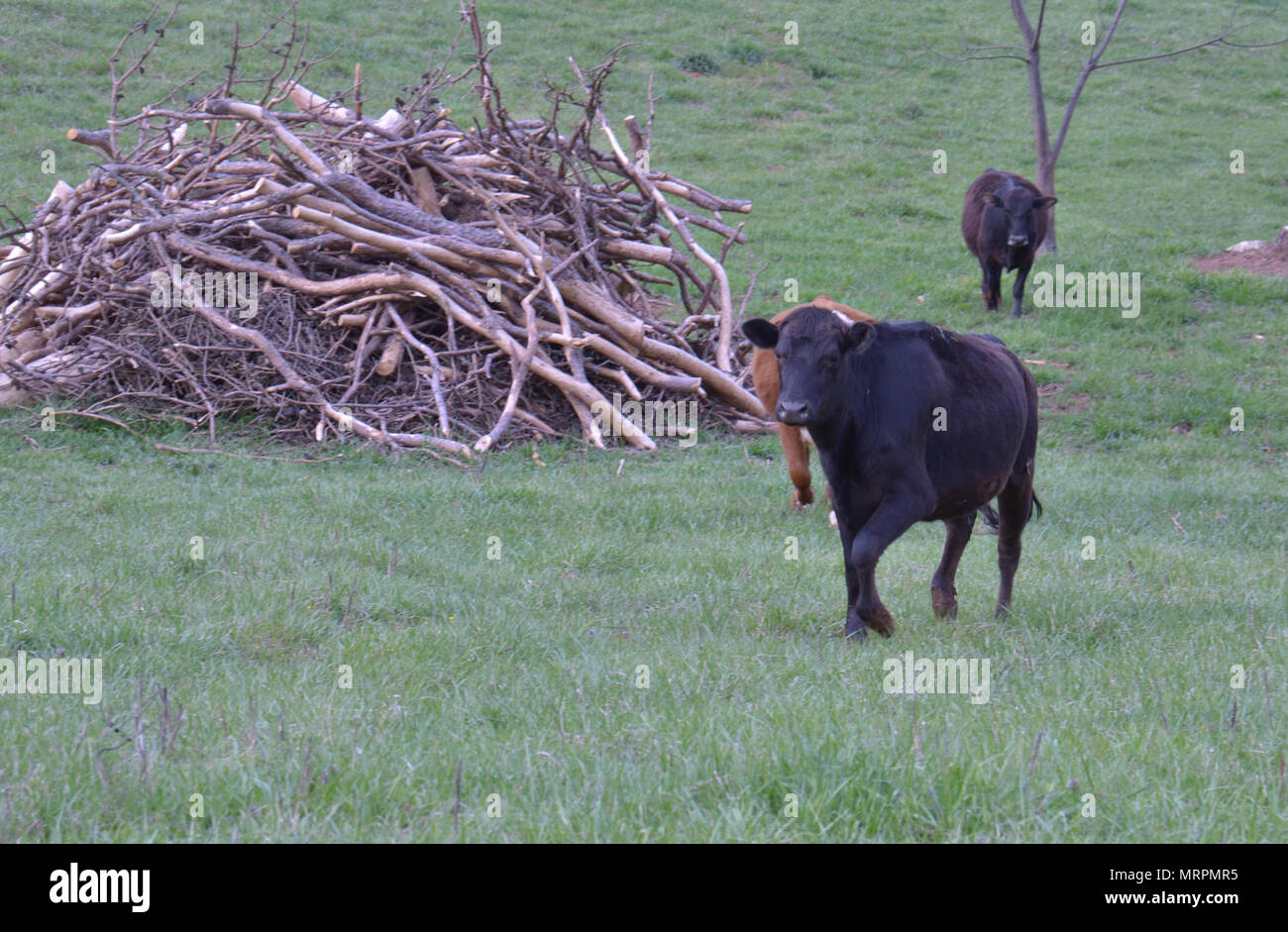 Domesticated livestock grazing here in a farmer’s field in Georgia, USA ...