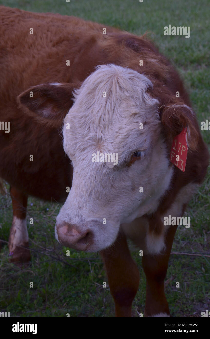 Domesticated livestock grazing here in a farmer’s field in Georgia, USA ...