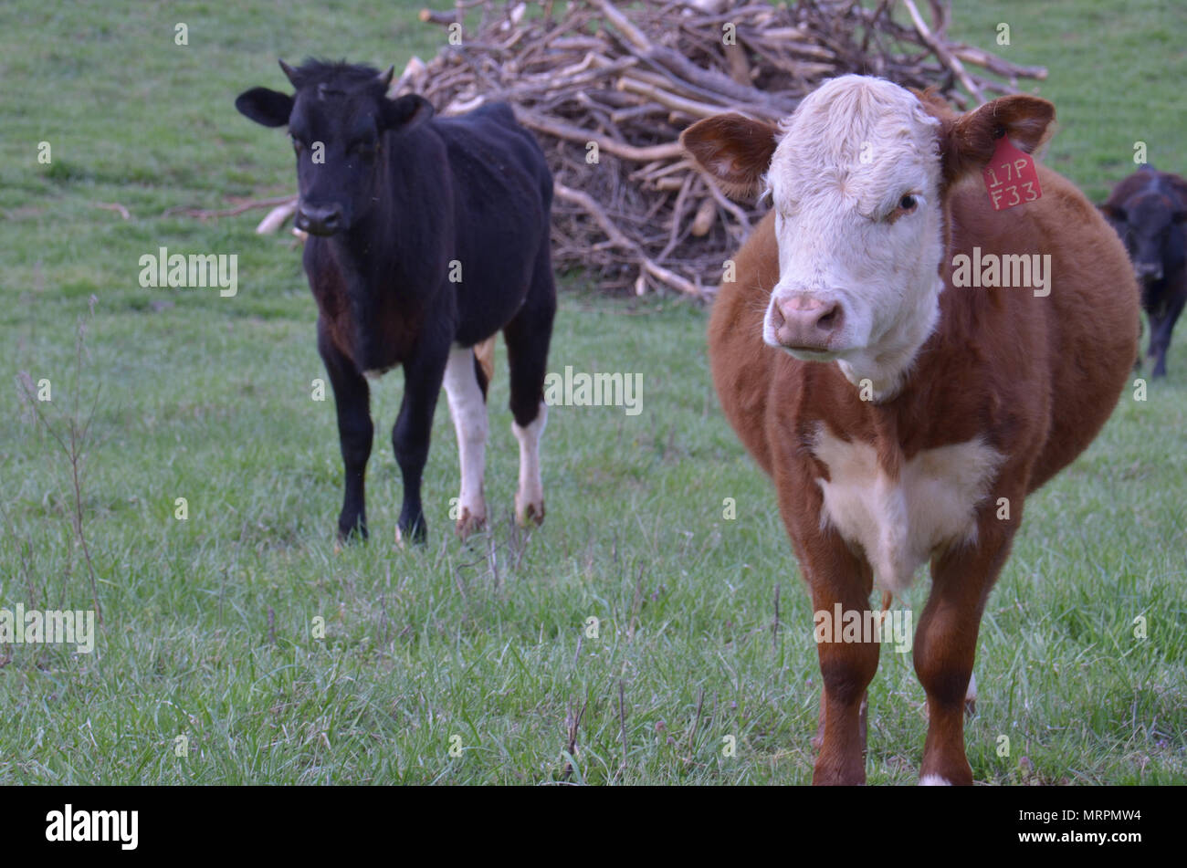 Domesticated livestock grazing here in a farmer’s field in Georgia, USA ...