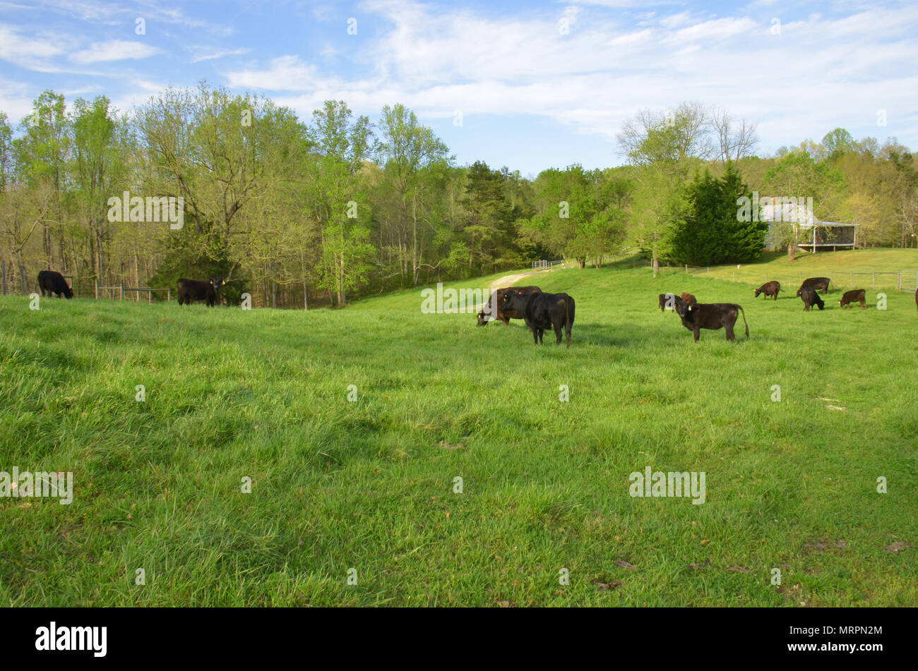 Domesticated livestock grazing here in a farmer’s field in Georgia, USA ...