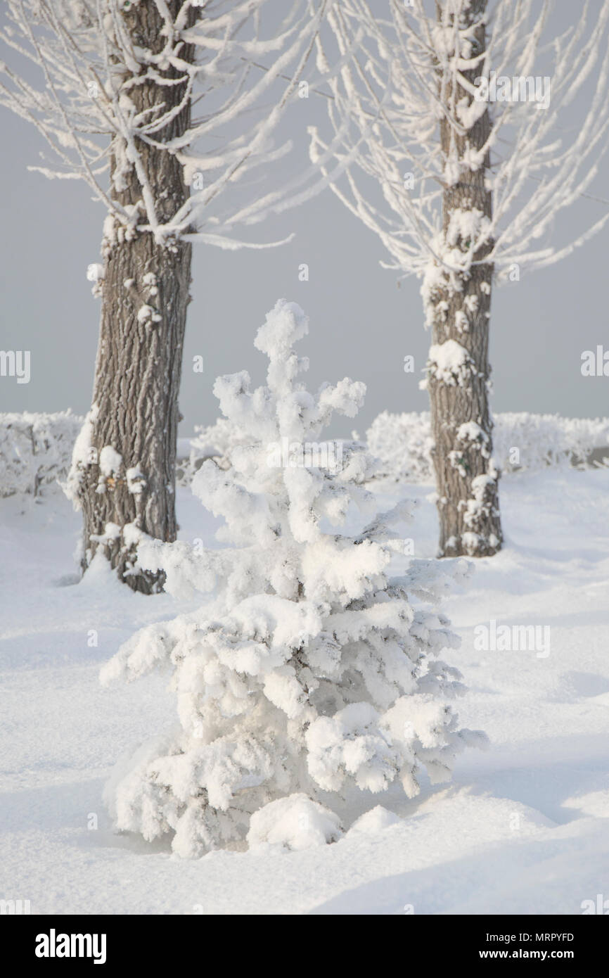 Little fir hi-res stock photography and images - Alamy