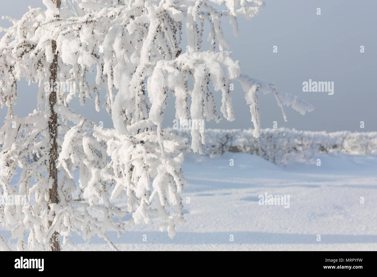 Close up frozen tree branches hi-res stock photography and images - Alamy