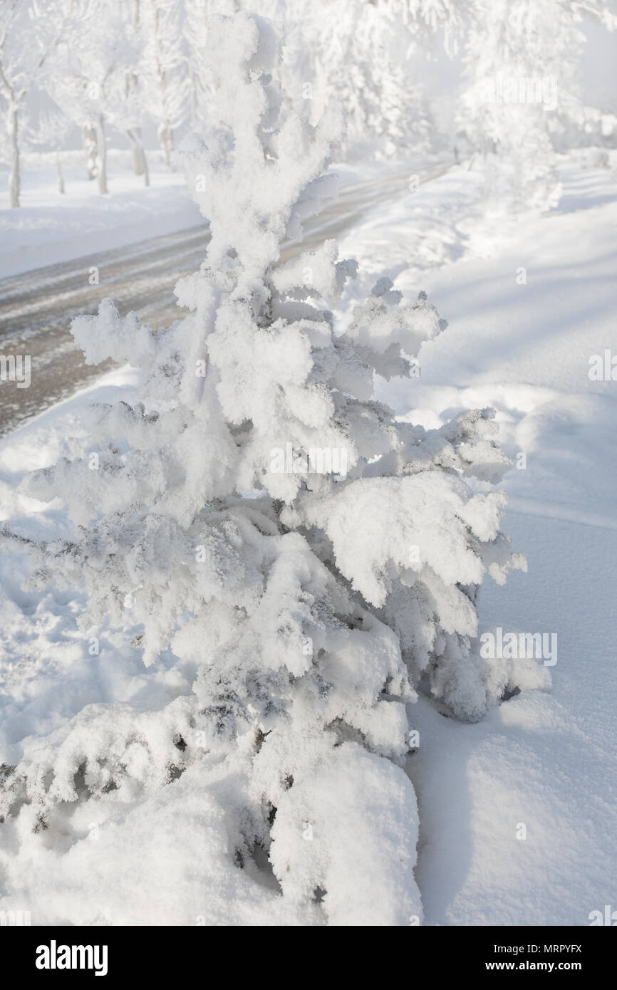 Tree with frost hi-res stock photography and images - Alamy