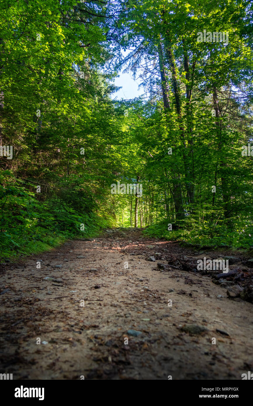 Green trail into the forest Stock Photo - Alamy