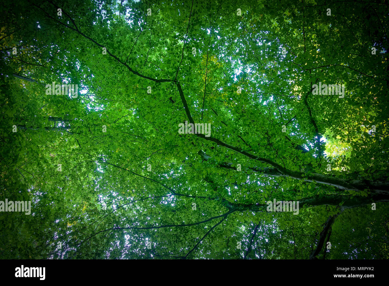 Sunlight spring park nature hi-res stock photography and images - Alamy