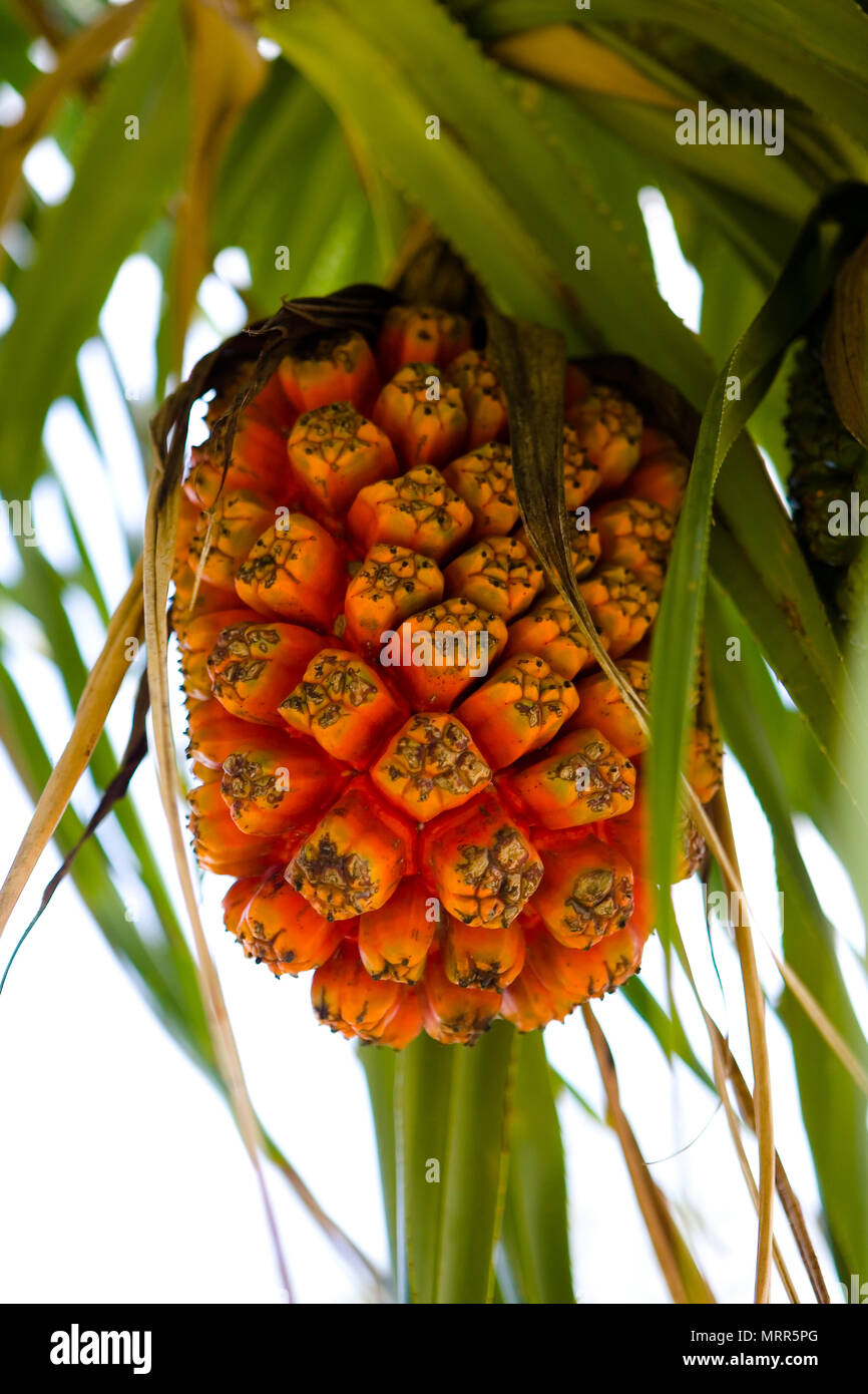 An unusual large fruit of a tropical plant. The nature of Thailand ...