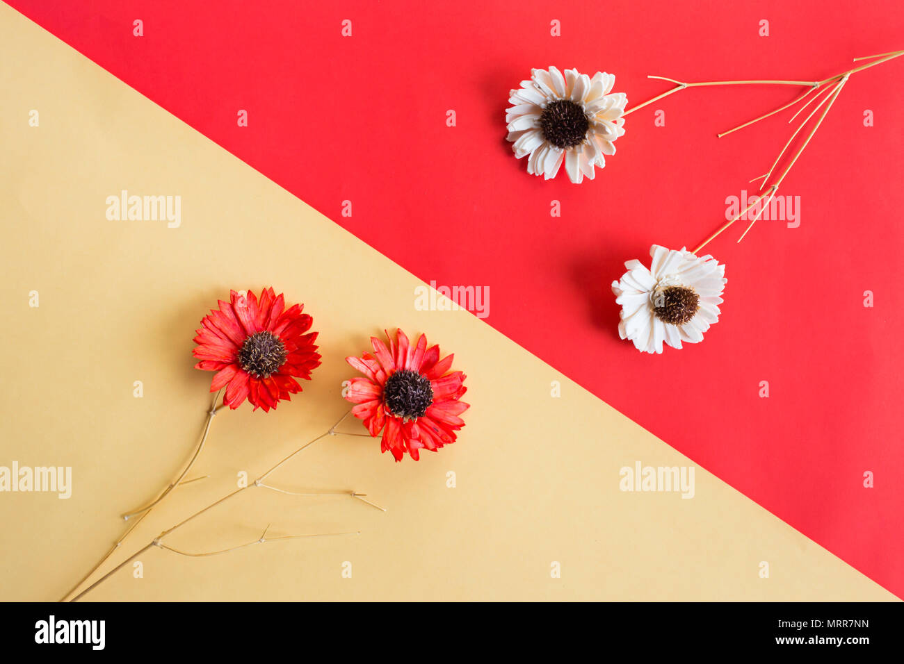 Contrast color of flower red and yellow on color background , abstack ...