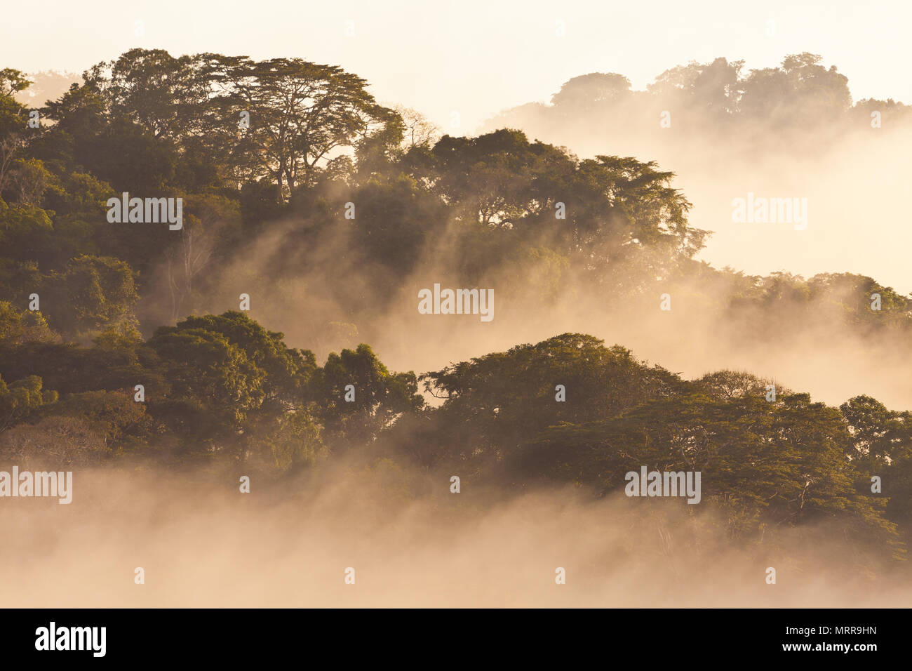 Damp rainforest at sunrise in Soberania national park, Republic of ...