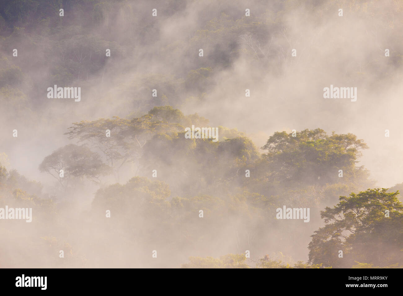 Damp rainforest at sunrise in Soberania national park, Republic of ...