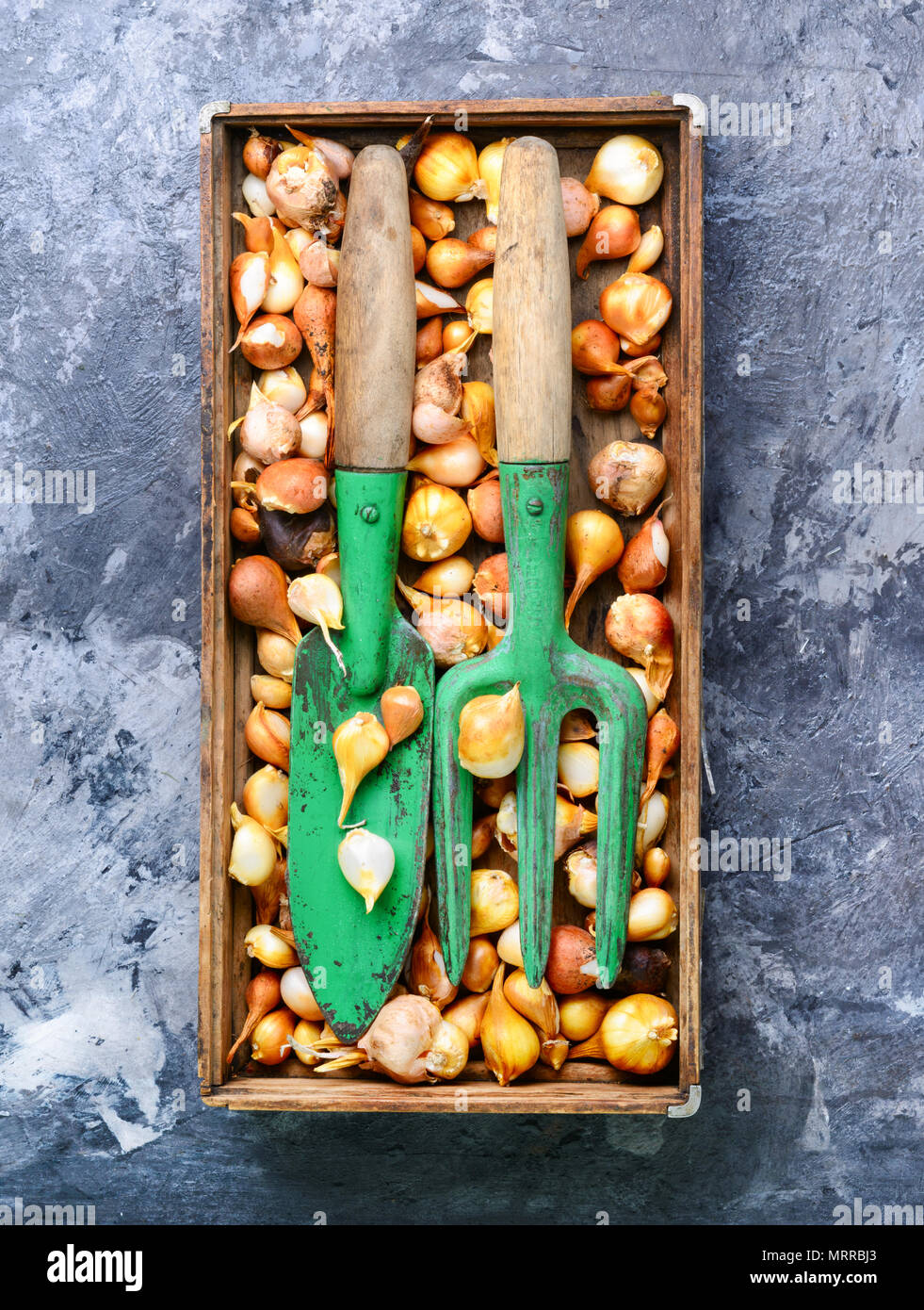 Tulip bulbs autumn box hi-res stock photography and images - Alamy