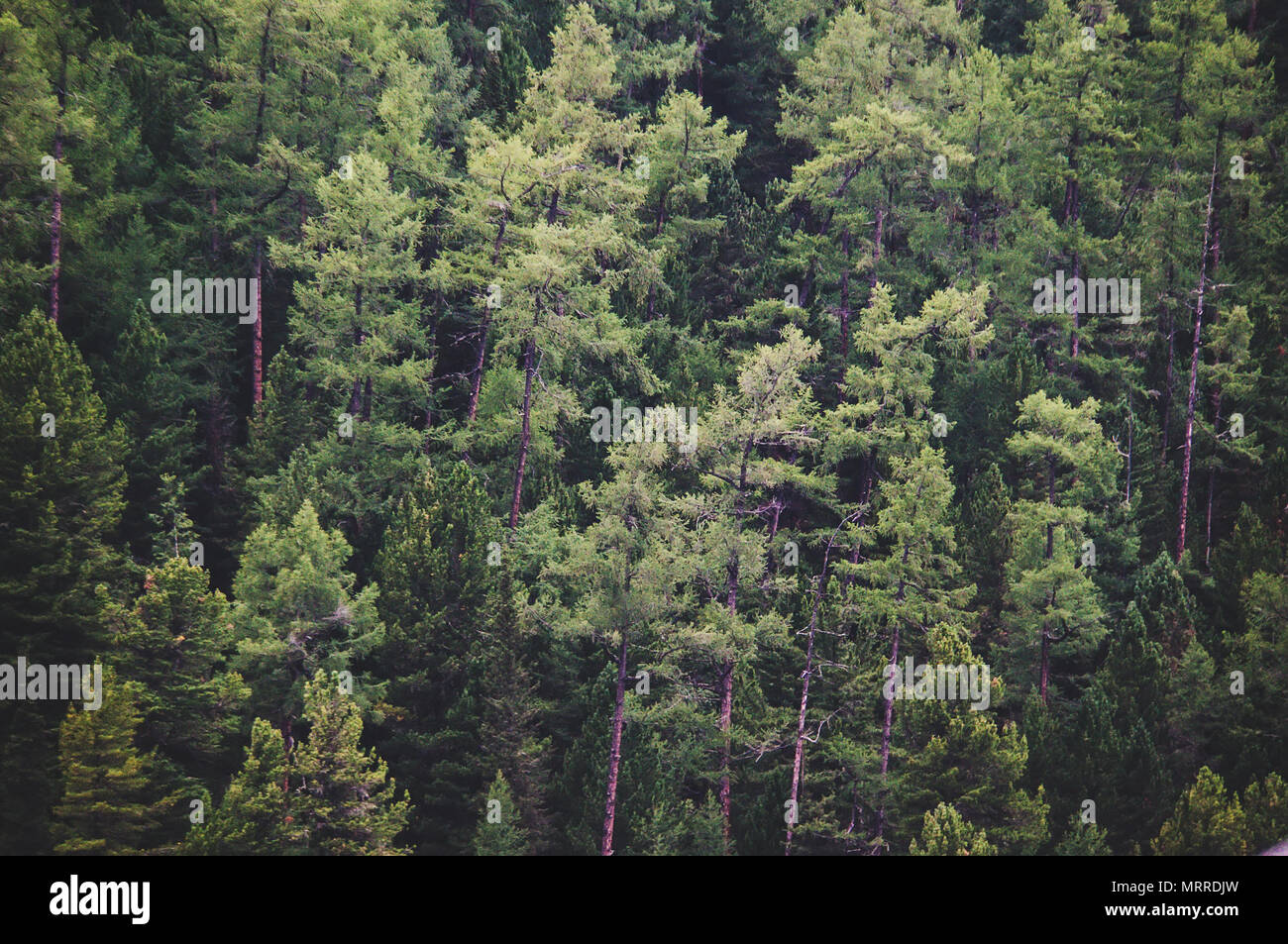Healthy green trees in a forest of old spruce, fir and pine trees in ...